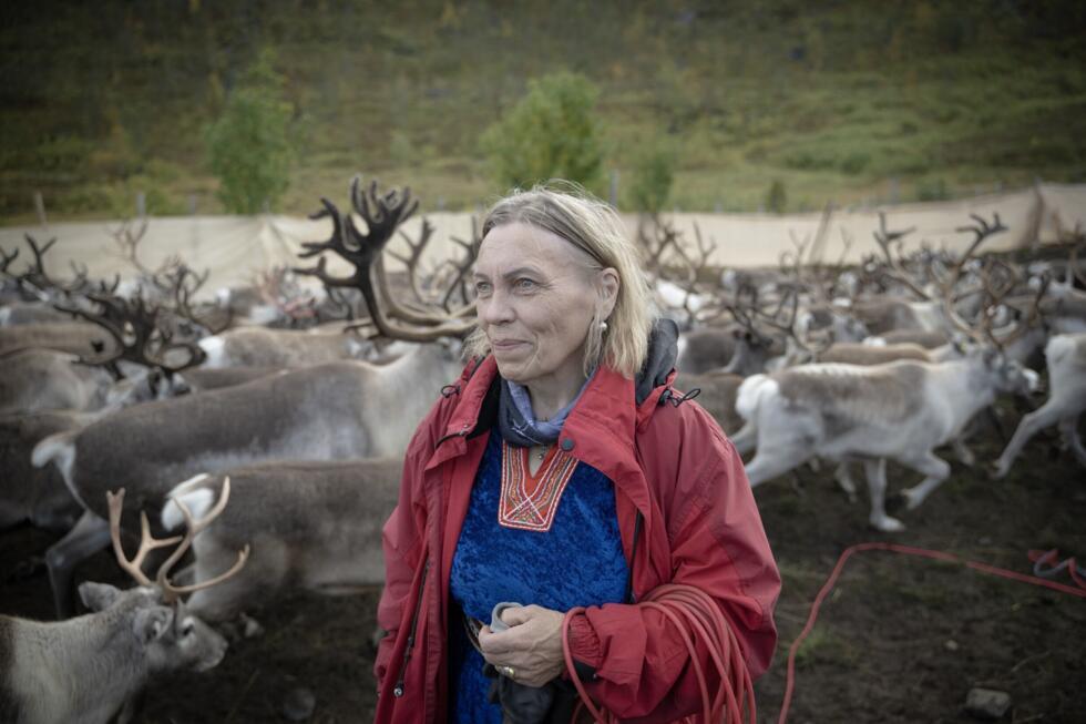 Crossing glaciers and fjords: Norwegian reindeer migrate for winter