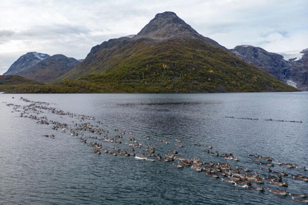 Crossing glaciers and fjords: Norwegian reindeer migrate for winter