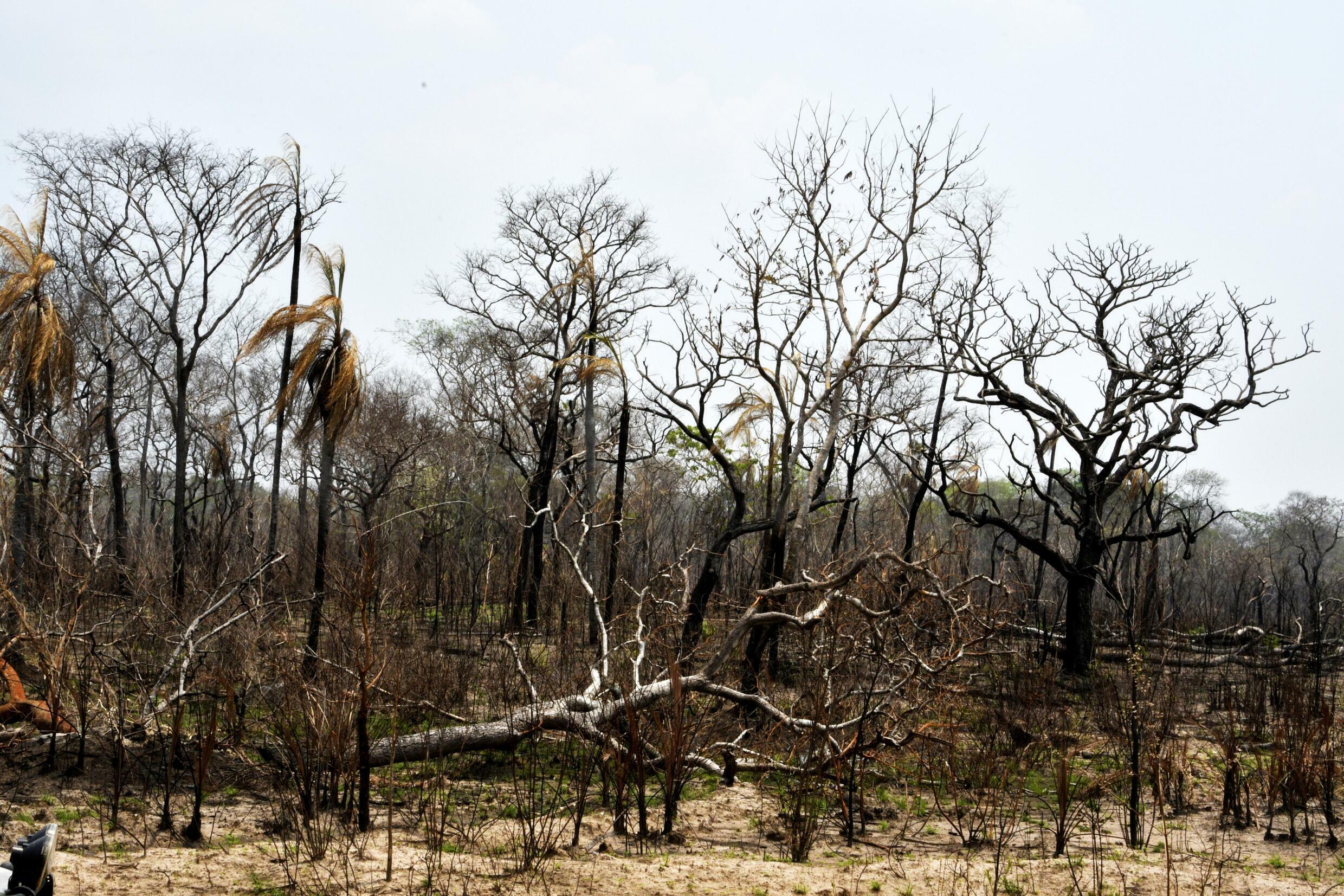 Climate change and fires: Bolivia's forests in peril