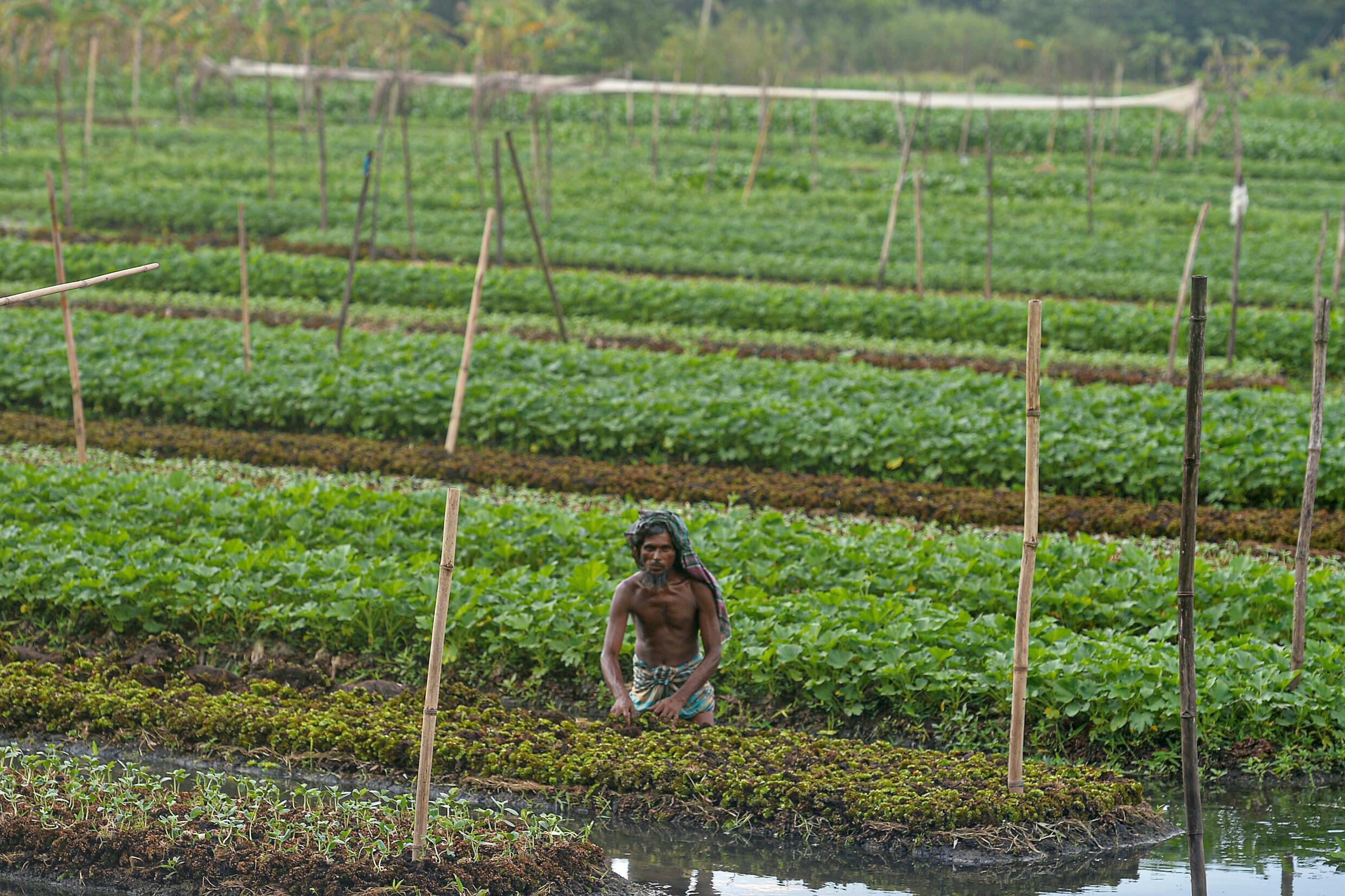 Floating farms, salt-resistant rice: Bangladeshis adapt to survive