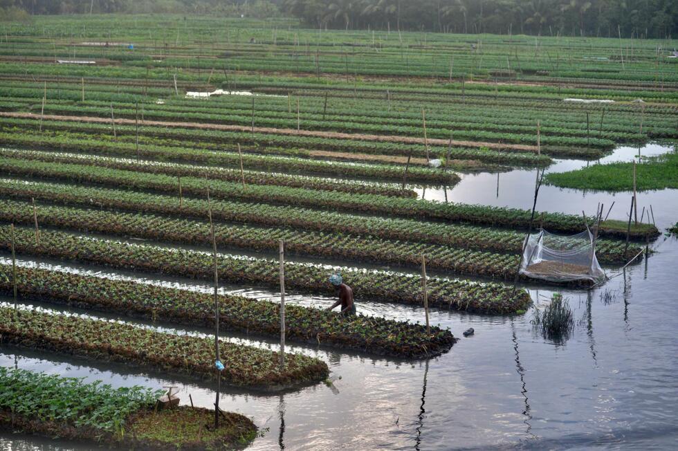 Floating farms, salt-resistant rice: Bangladeshis adapt to survive