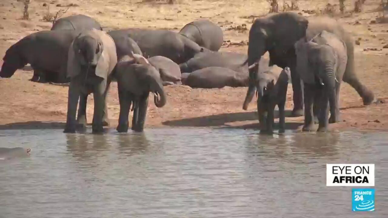 Zimbabwe: Fighting poaching in national parks - France 24