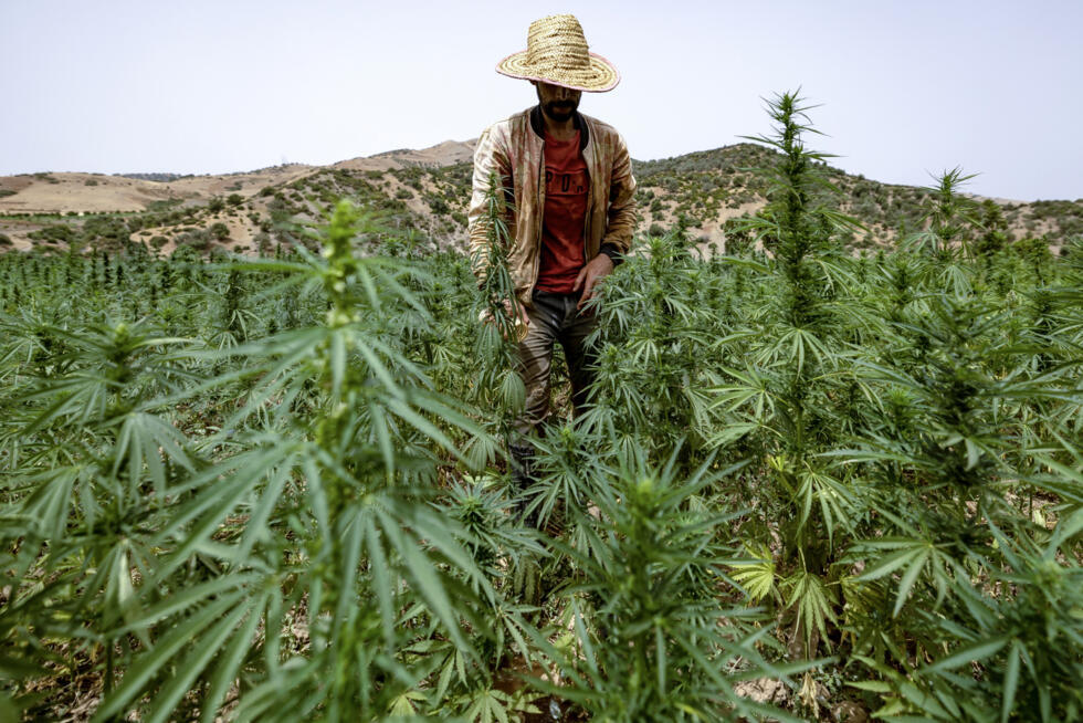 Au Maroc, des cultivateurs de cannabis sortent de la clandestinité