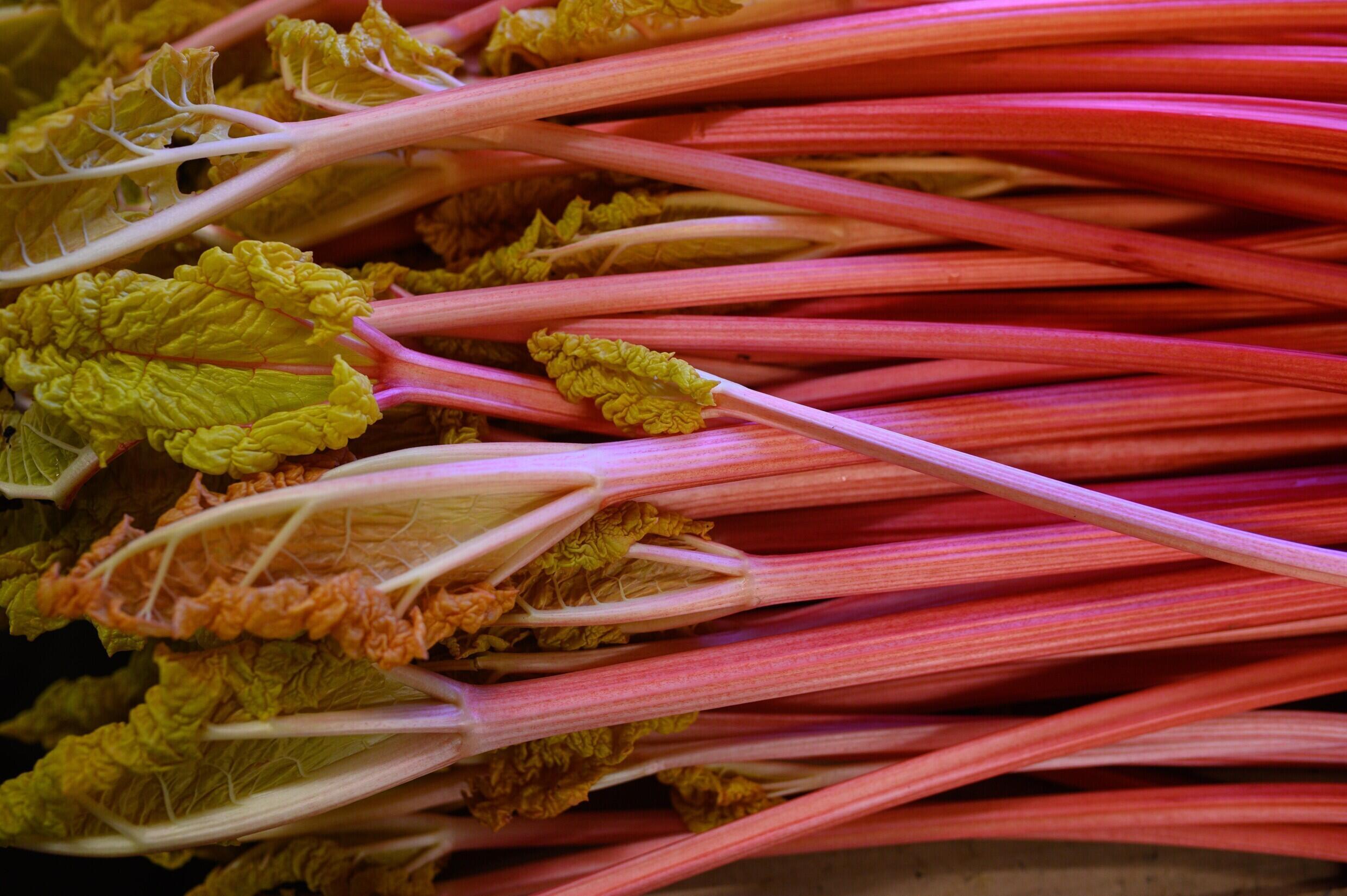 German rappers spark buzz with rhubarb-bar blabber