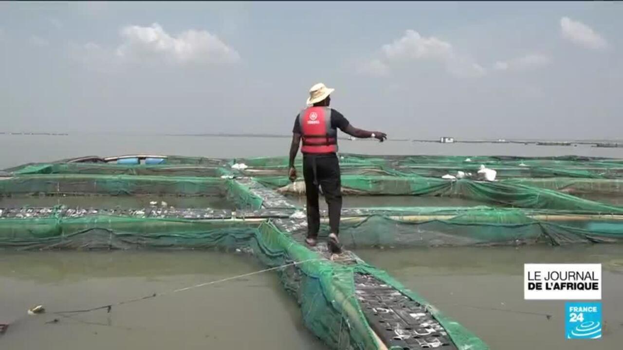 Togo : le succès des poissons tilapias - France 24