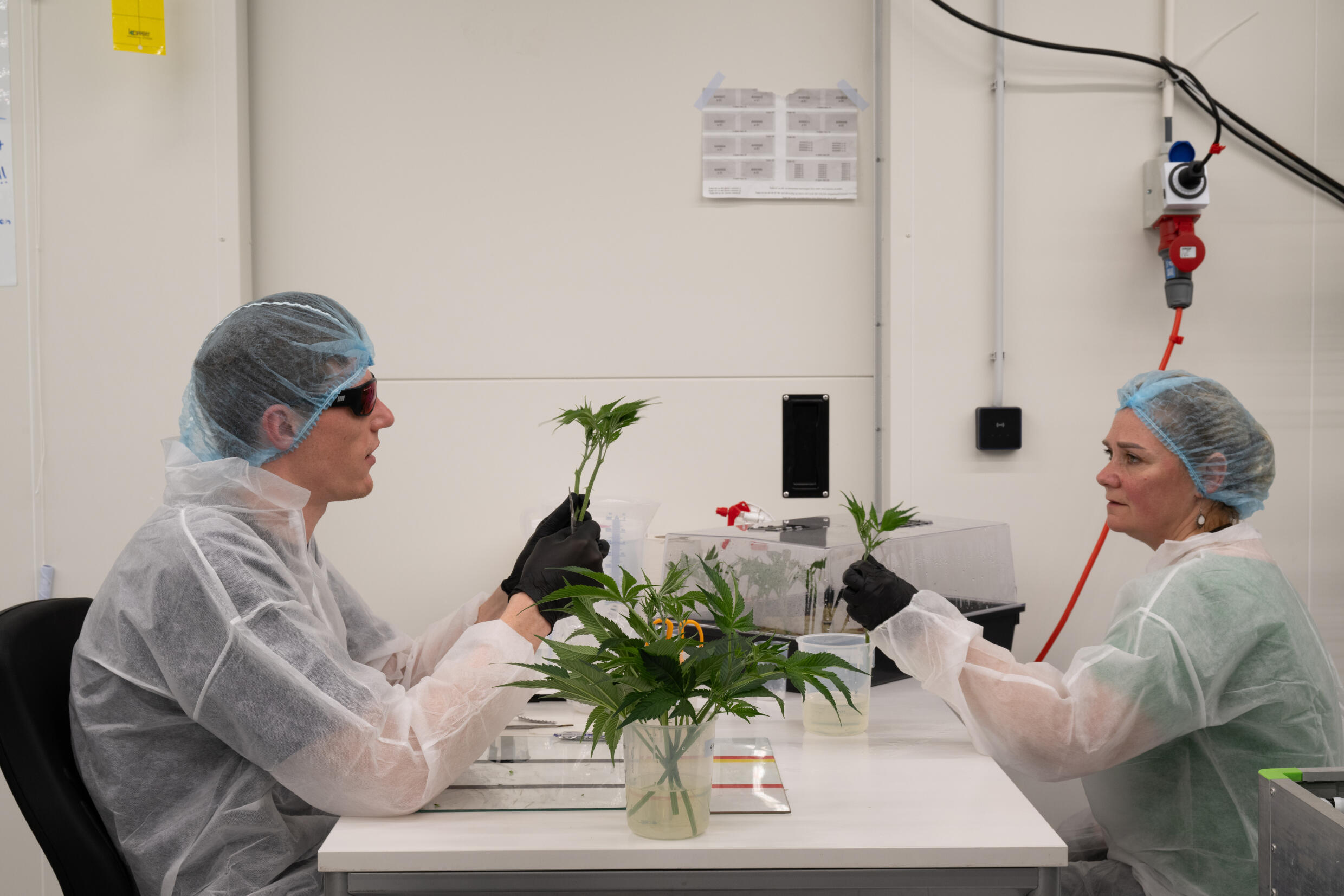 Joint plan: Dutch enjoy legal pot trial