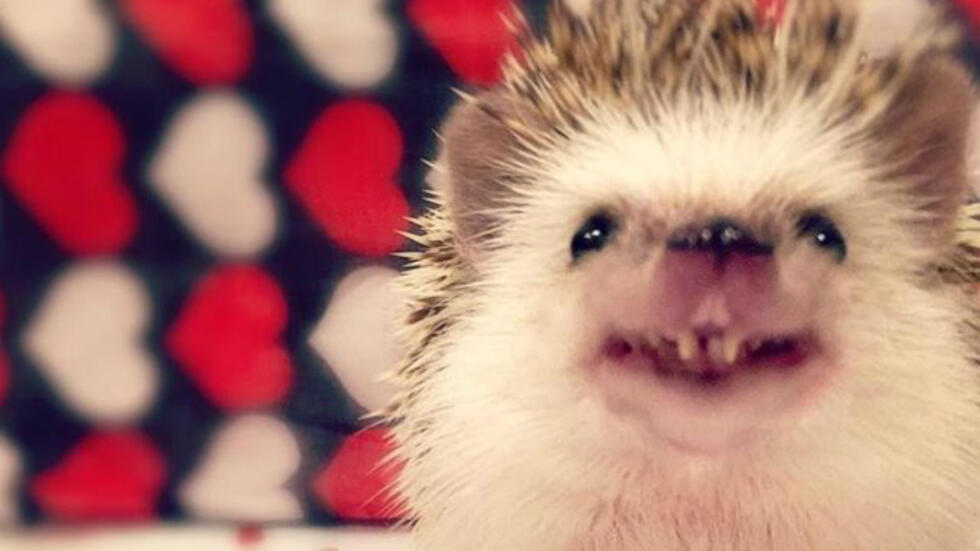 Huff, le hérisson aux dents de vampire, est un concentré de mignonnerie