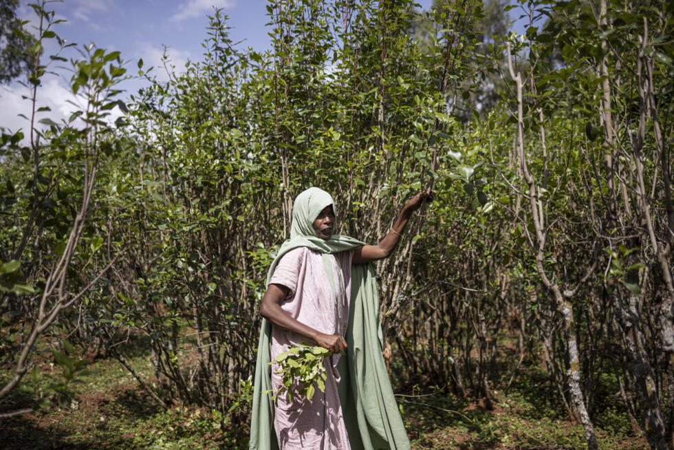 A gloomy season for Ethiopia's 'green gold' at the khat market