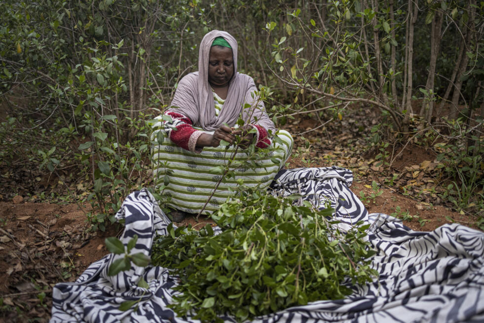 A gloomy season for Ethiopia's 'green gold' at the khat market