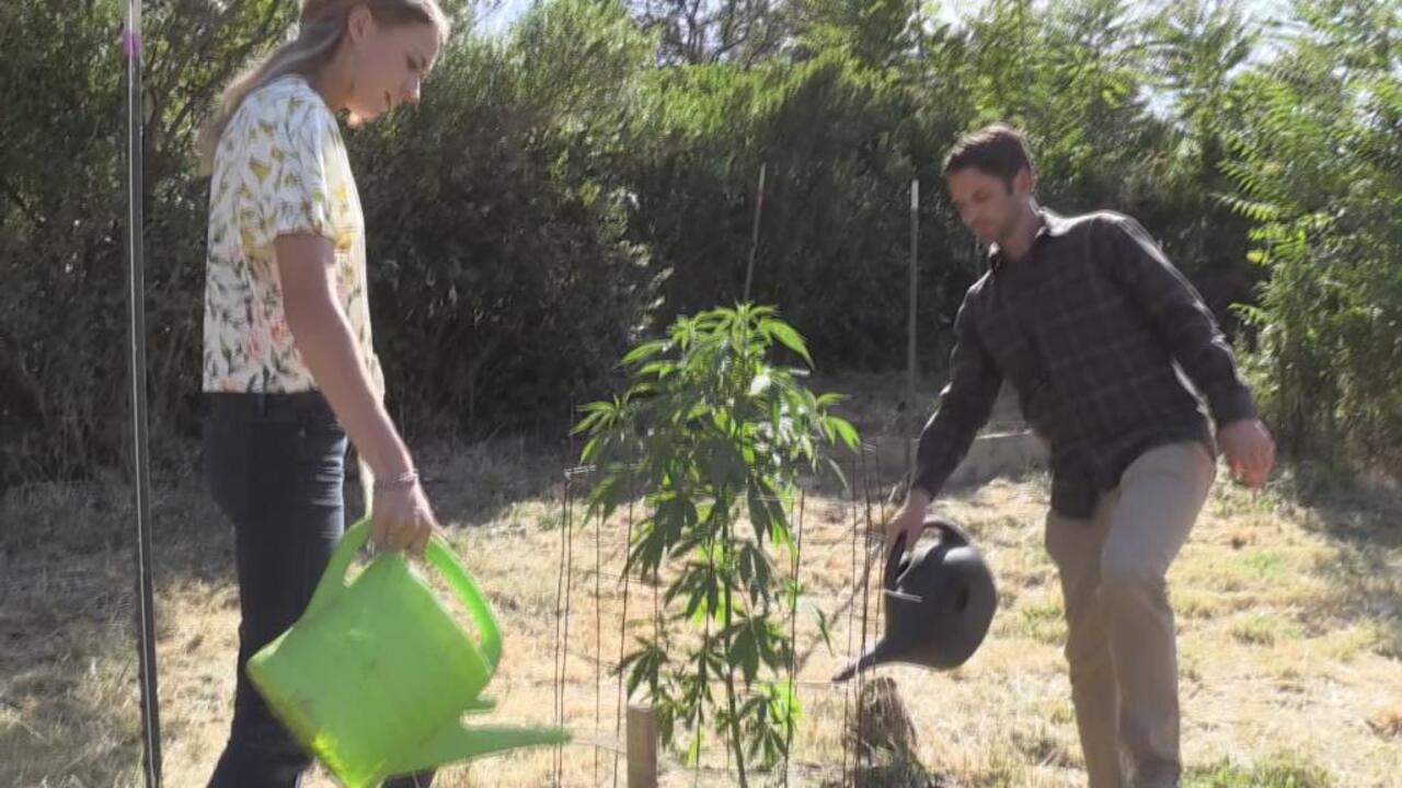 Small farmers priced out of California's cannabis market - Focus