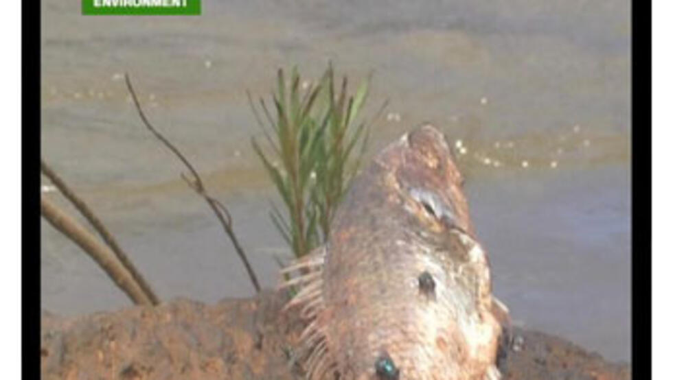 This week : waters too hot for fish to handle in Turkey