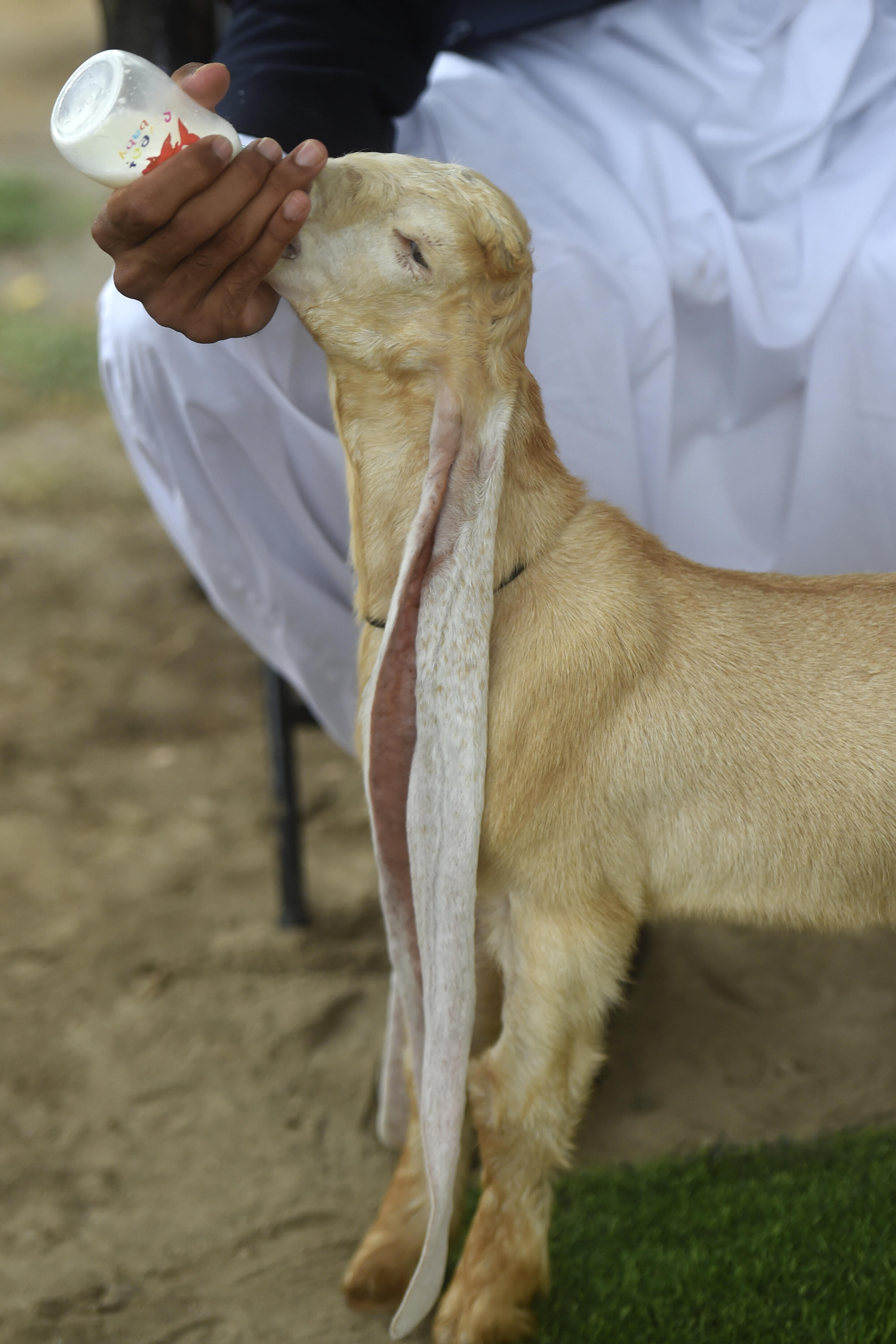 Is this goat the GOAT? Long-eared kid takes Pakistan by storm