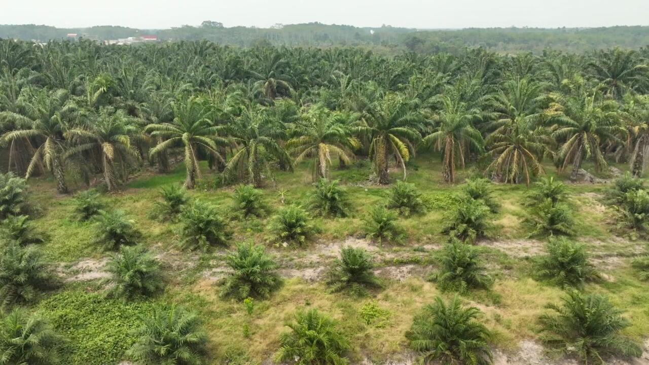 Indonesia's biodiesel industry contributing to deforestation - Focus