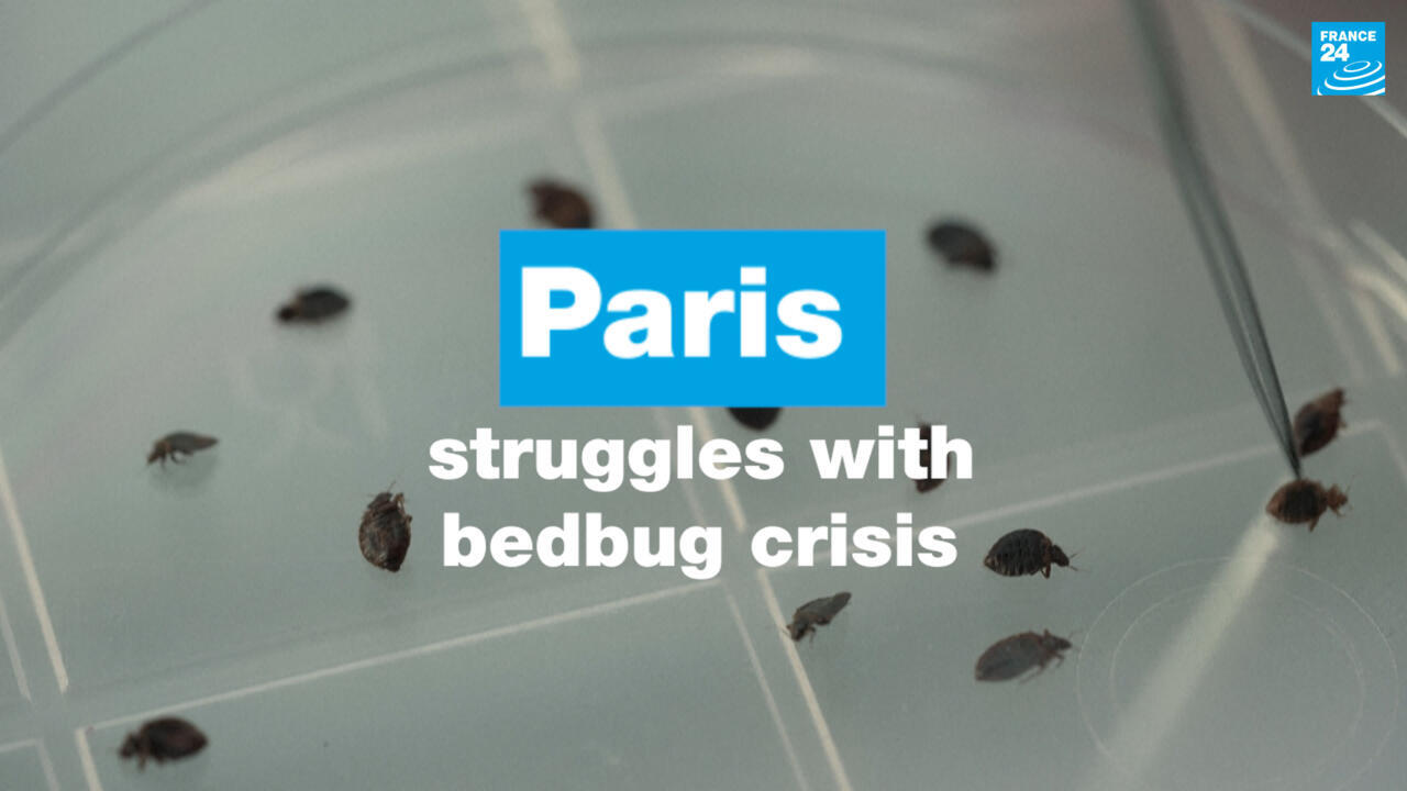 French capital struggles with bedbug crisis just months away from ...