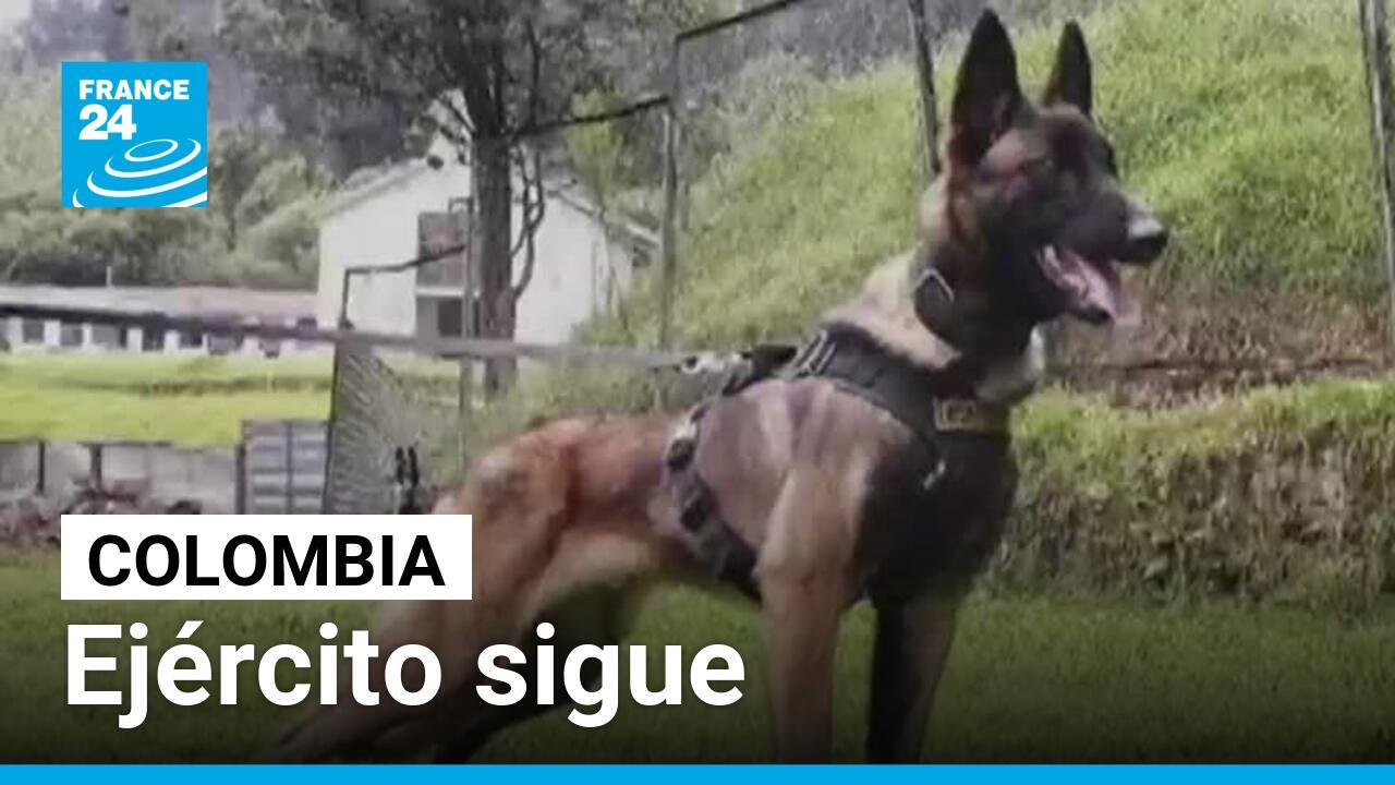 Colombia: siguen buscando en selva del Guaviare a Wilson, perro ...