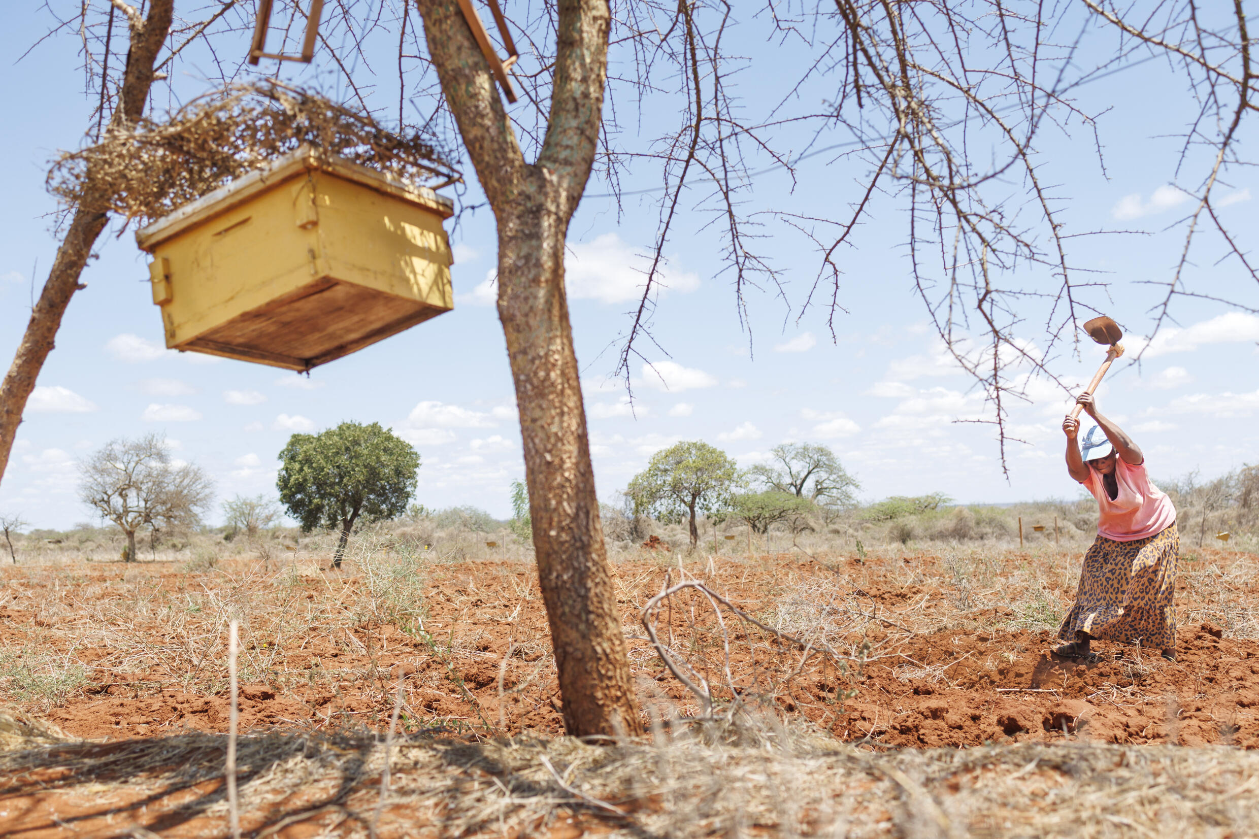 Bees help tackle elephant-human conflict in Kenya