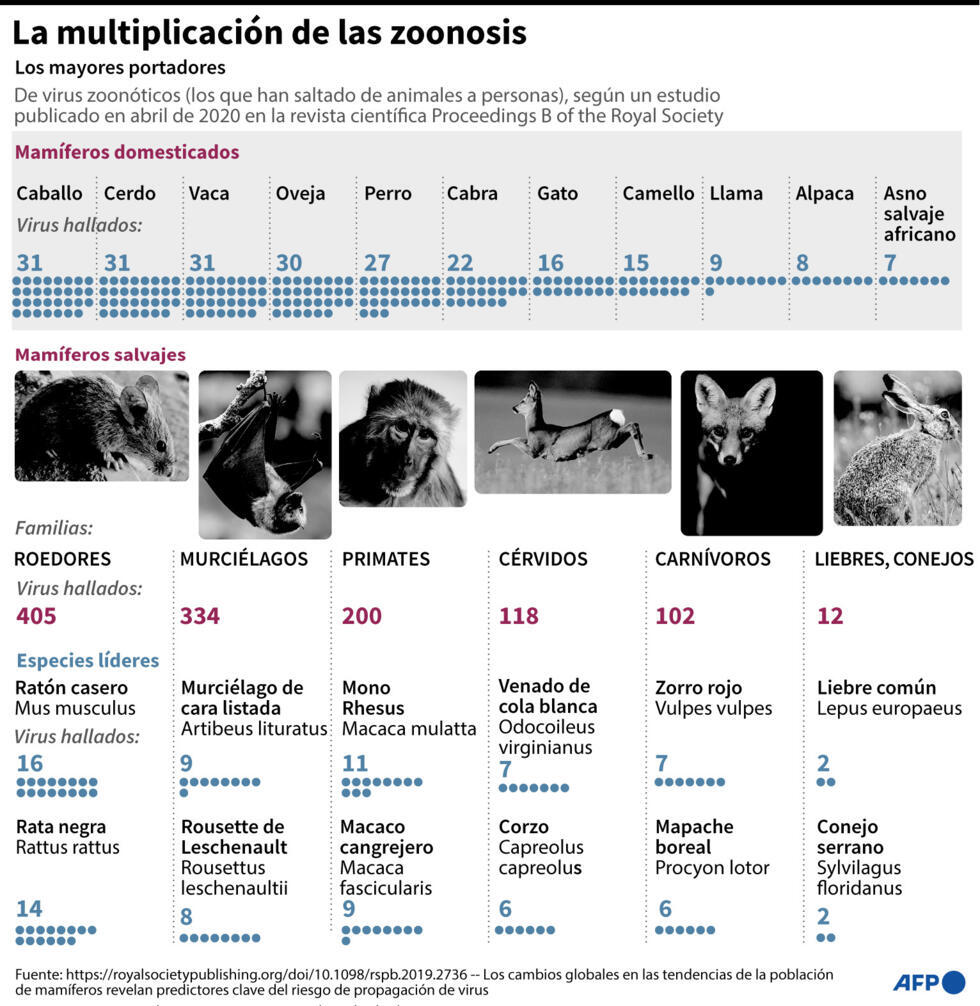 Se multiplican las zoonosis, enfermedades transmitidas por animales ...