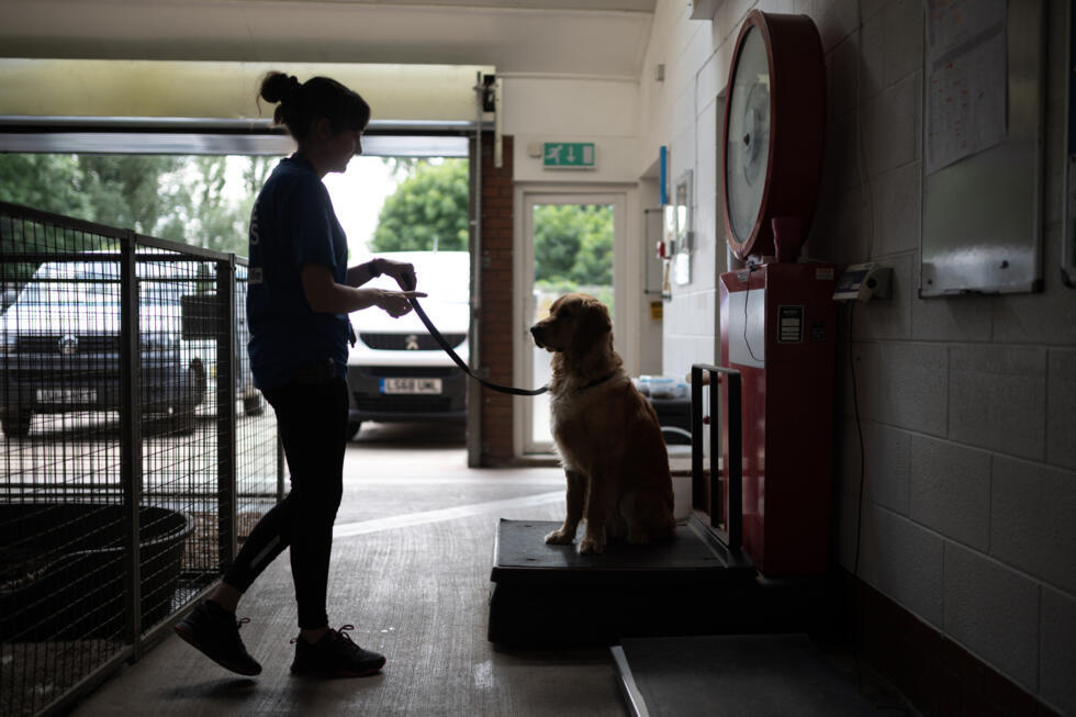 Long waits as UK hit by guide dog shortage