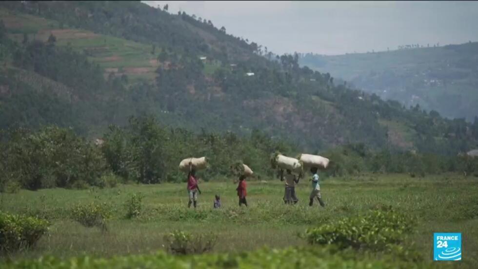 L'or vert du Rwanda menacé par le dérèglement climatique - France 24