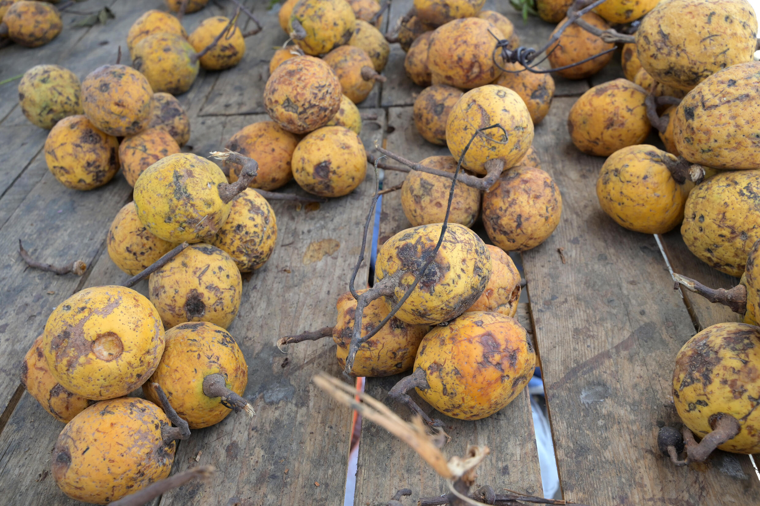 Senegalese go wild for prized 'maad' fruit