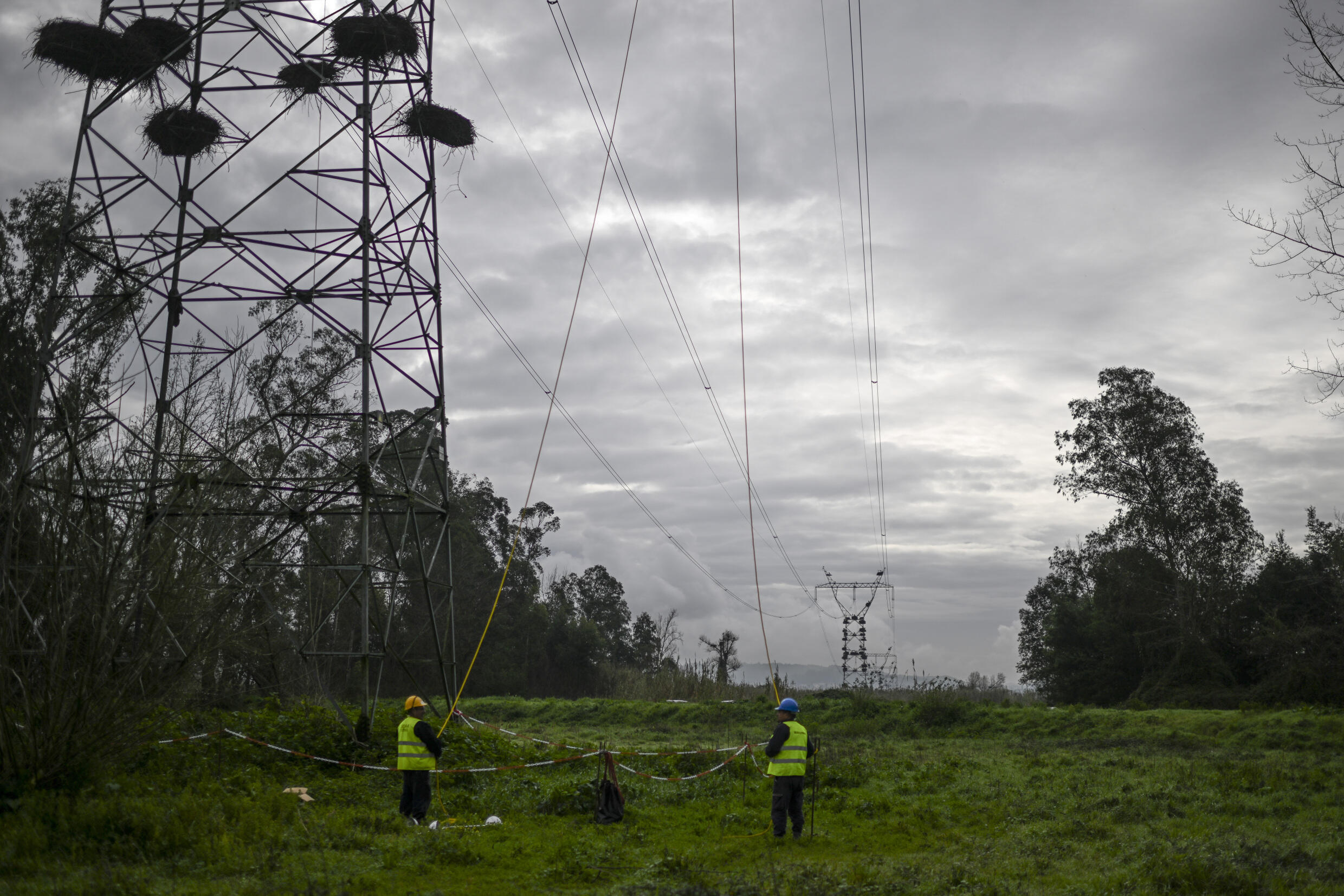 Rubbish, climate change help boost Portugal's white stork numbers
