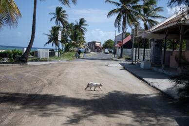 'Nightmare': Stinky seaweed smothers French Caribbean beaches