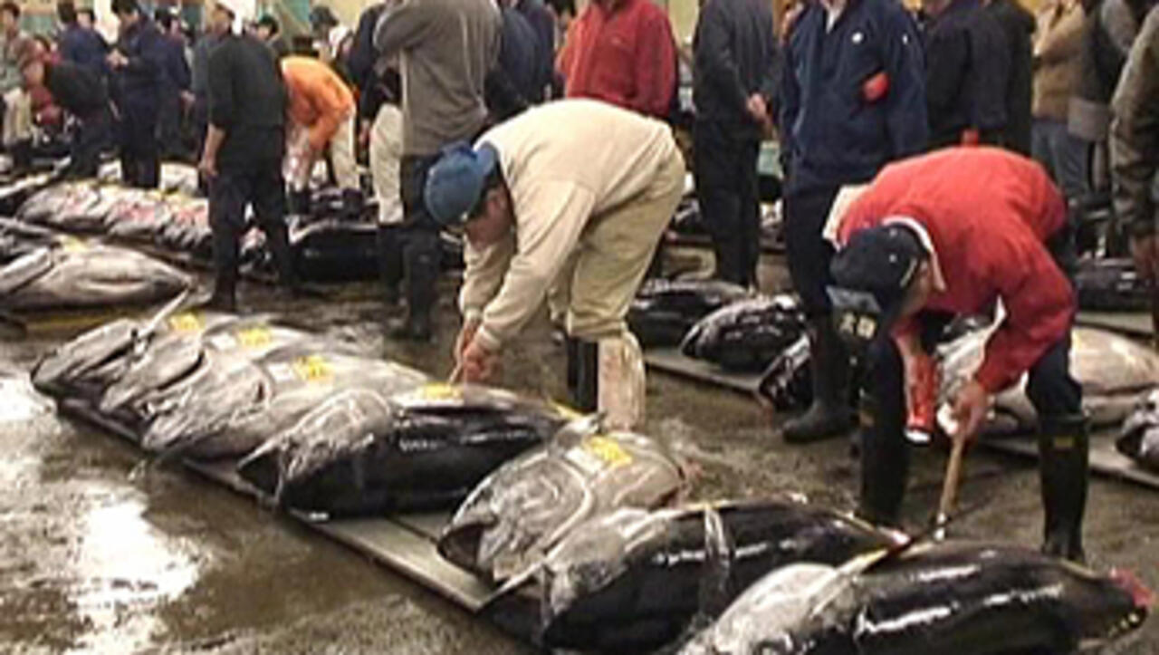 Bitter squabbles hamper tuna ban talks in Doha