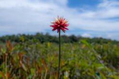 Colombia's Inirida flower: from 'weed' to emblem for UN meeting