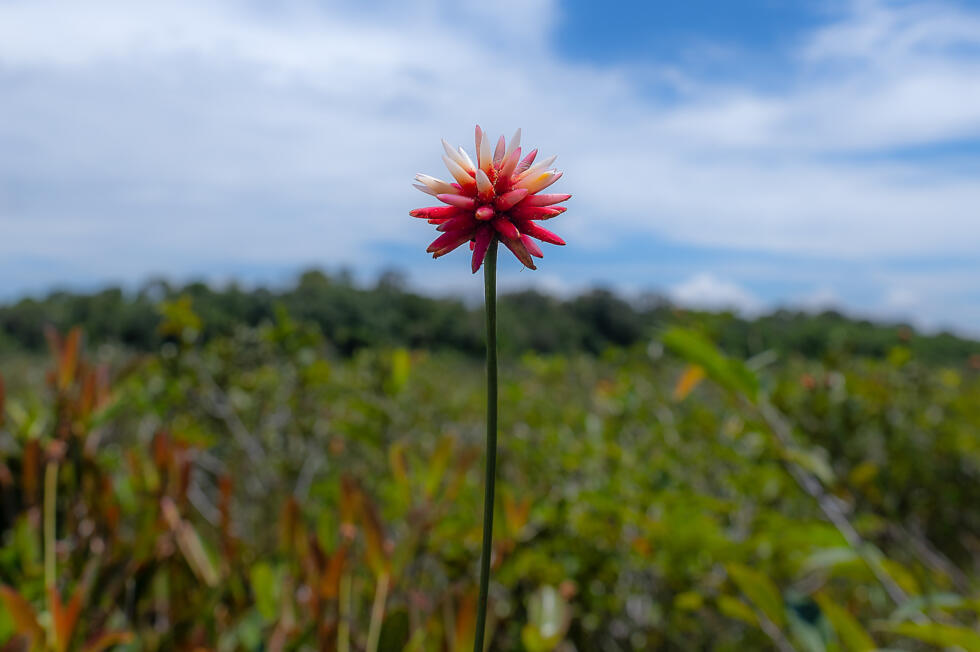 Colombia's Inirida flower: from 'weed' to emblem for UN meeting