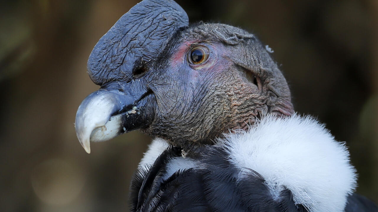 Dos cóndores nacidos en cautiverio en Chile abrigan la esperanza de ...