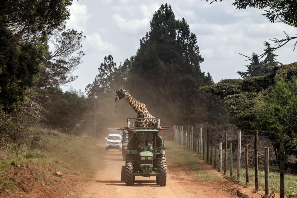 Giraffes bring peace to Kenyan communities once at odds