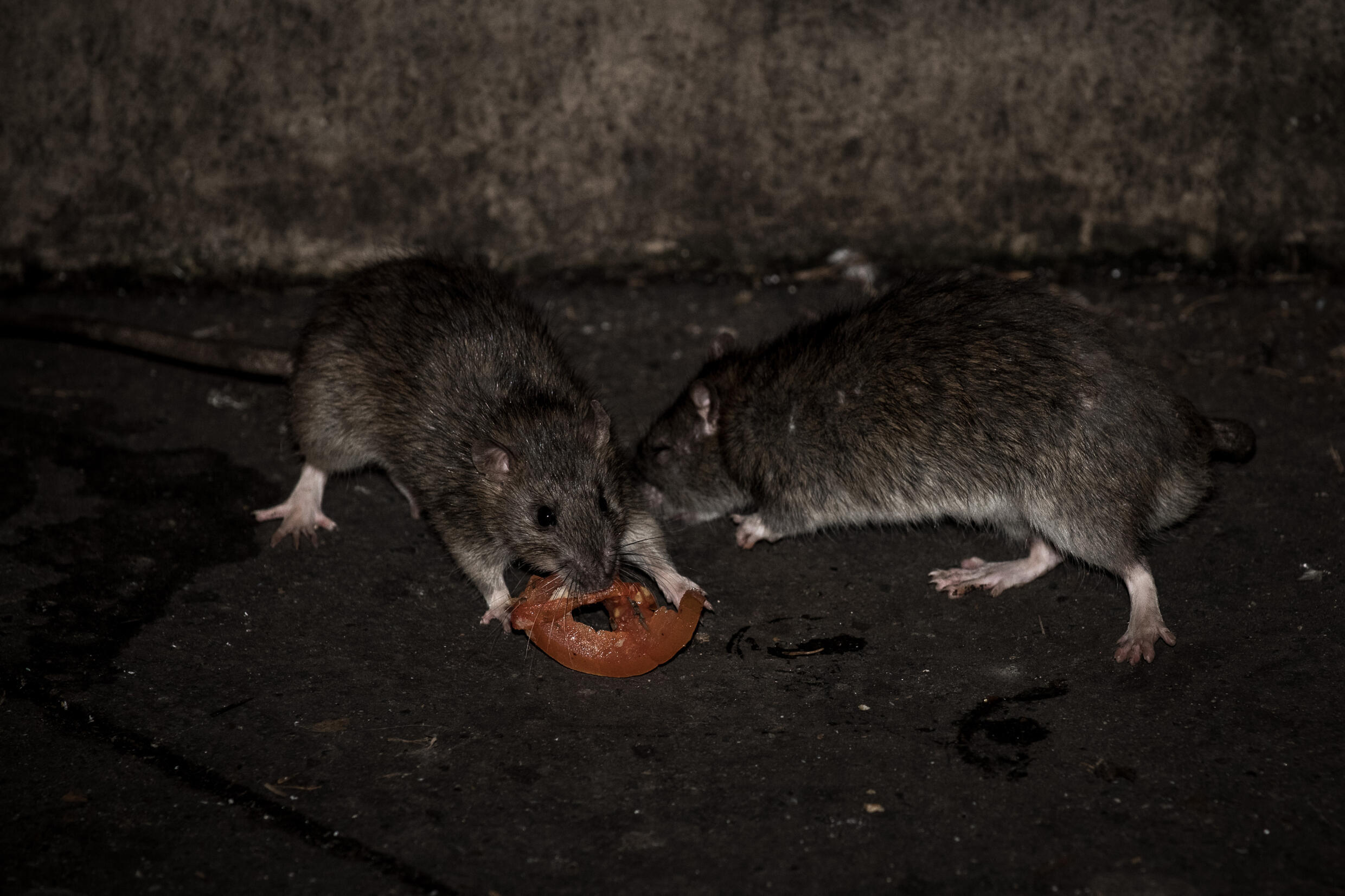 Cohabitation ou éradication: à Paris, le sort des rats divise les élus