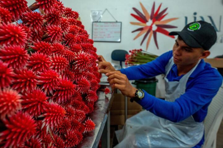 Colombia's Inirida flower: from 'weed' to emblem for UN meeting
