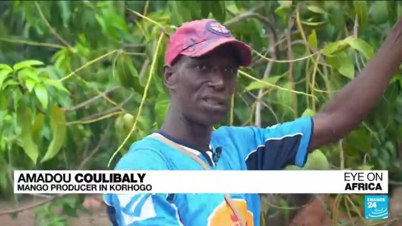 Ivory Coast top African mango exporter, but wastage a huge problem ...