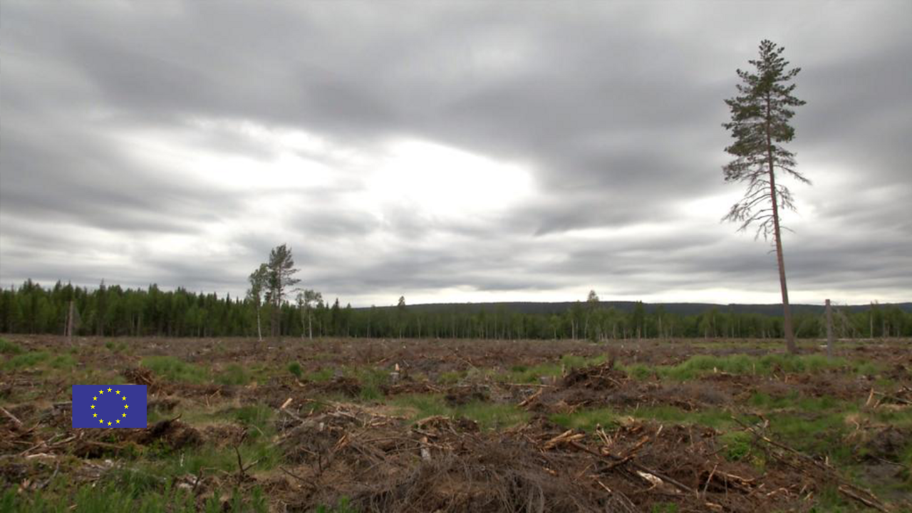 What's the future of forests in Sweden? - Talking Europe