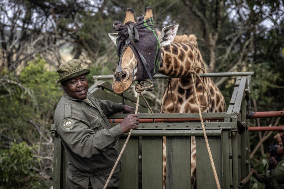 Giraffes bring peace to Kenyan communities once at odds