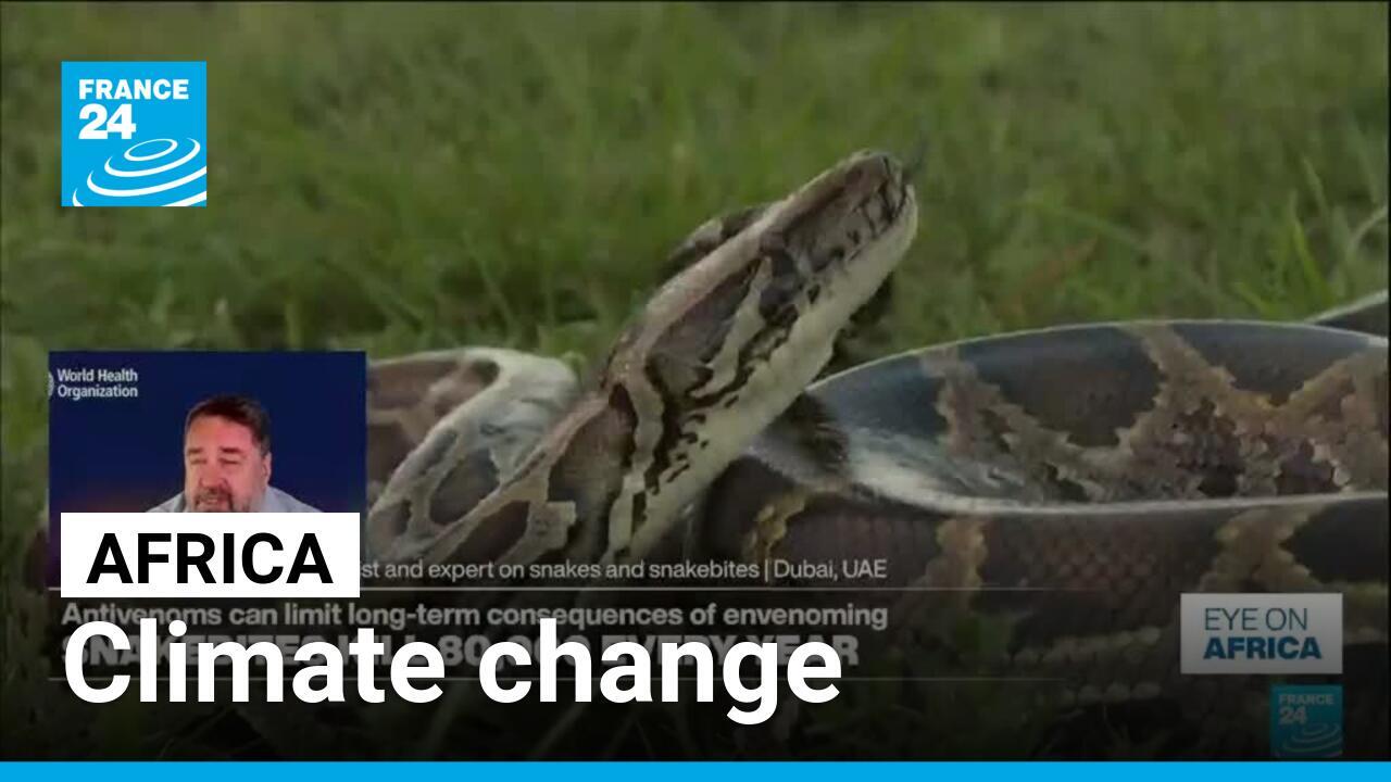 Climate change raising risk of deadly snake bites in Africa, says WHO ...