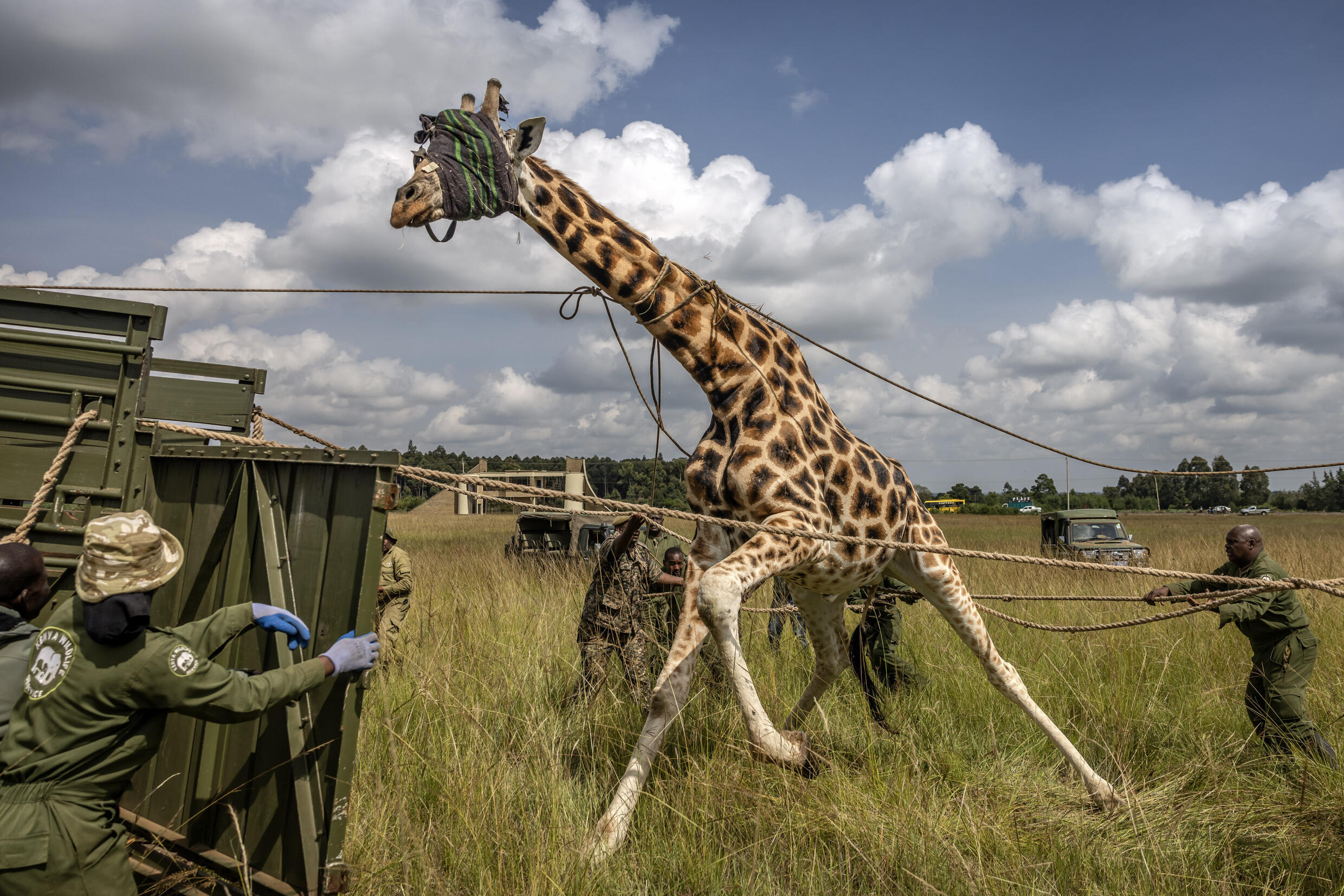 Giraffes bring peace to Kenyan communities once at odds