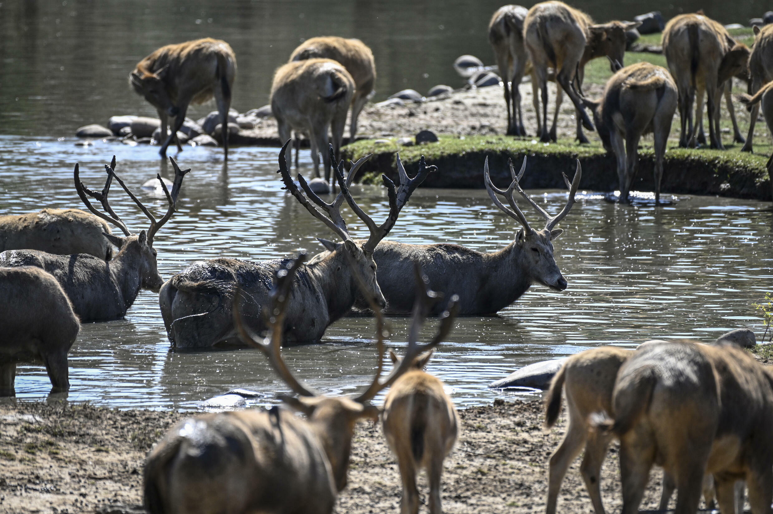 Asian deer's comeback marks rare China conservation success - France 24