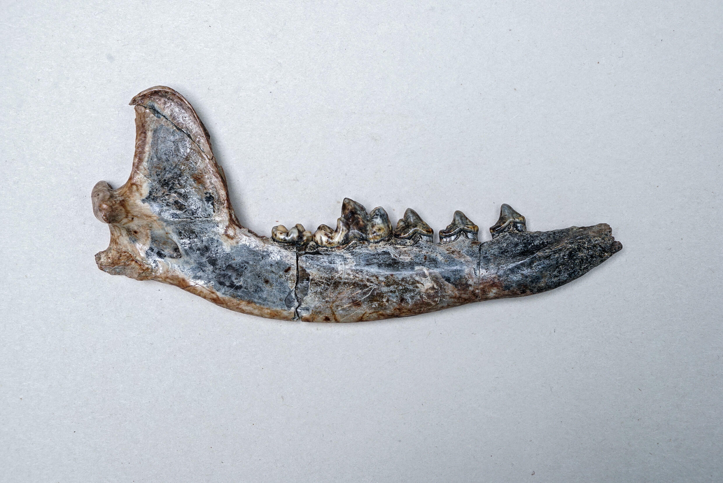 Researchers say fossil shows humans, dogs lived in C. America in 10,000 ...