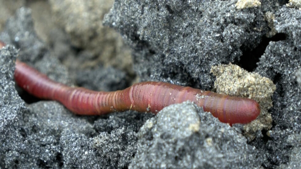 How a lugworm could help organ transplants - France 24