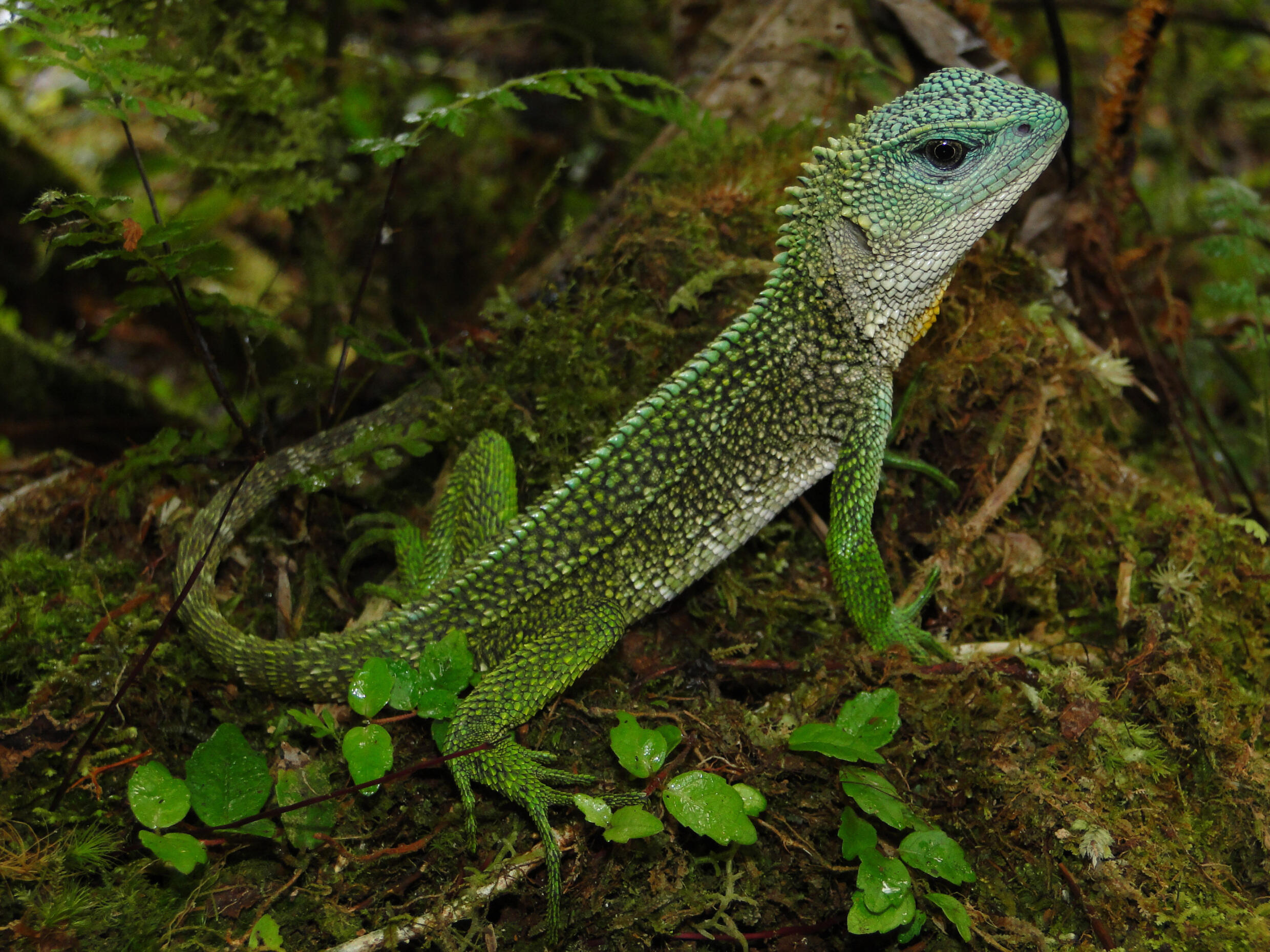 Descubren en Perú la lagartija "Bruce Dickinson", cantante de Iron Maiden