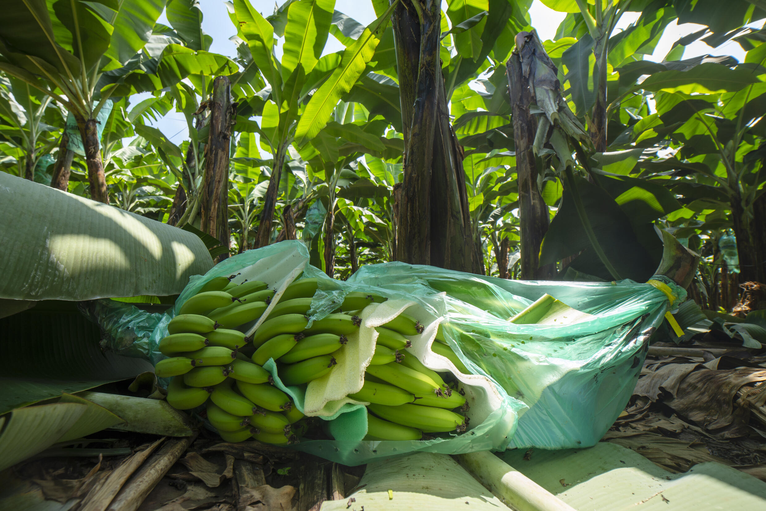 Ecuador banana industry slips over war in Ukraine