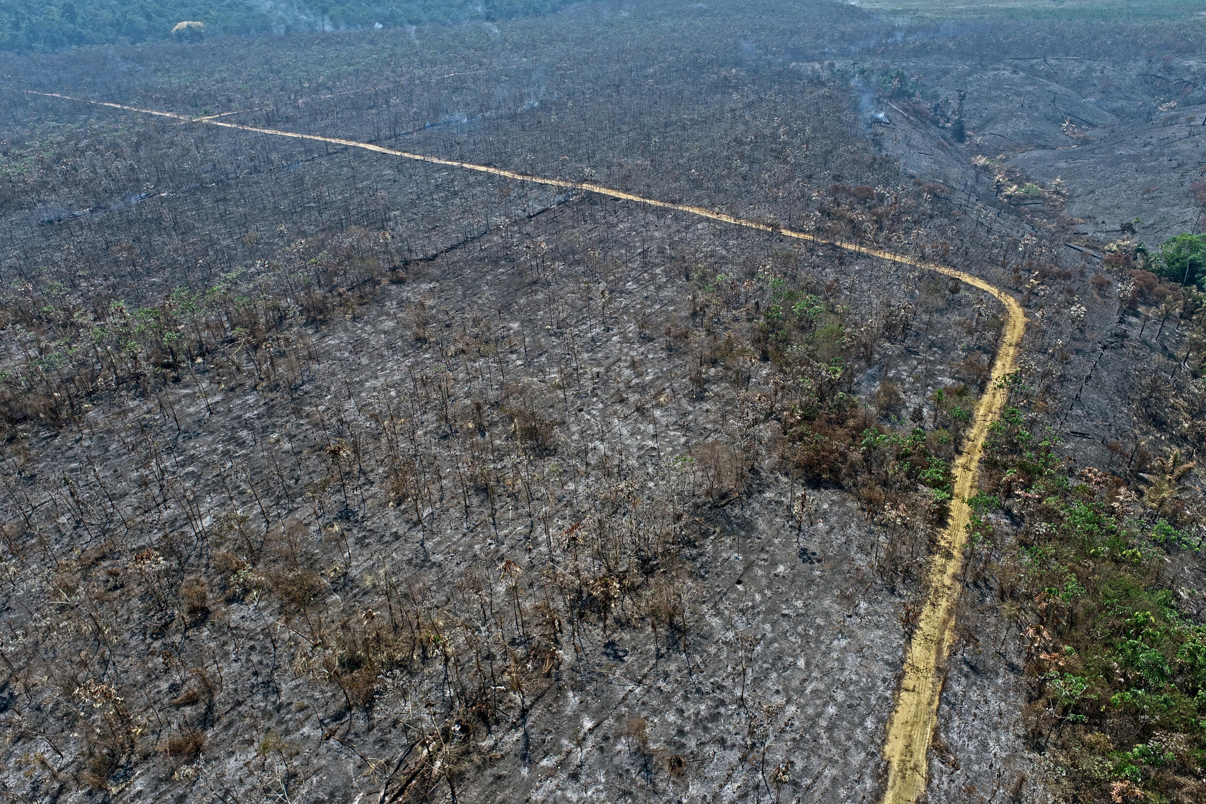 Arson turns Amazon reforestation project to ashes