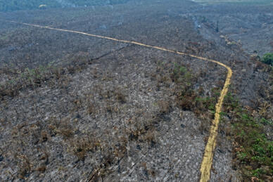 Arson turns Amazon reforestation project to ashes
