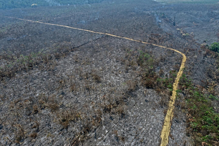 Arson turns Amazon reforestation project to ashes