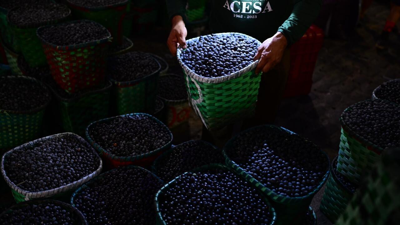 Brazil declares acai a national fruit to ward off 'biopiracy'
