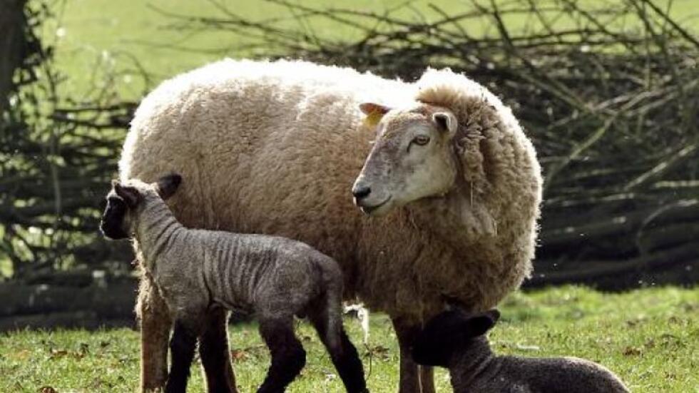 ‘Jellyfish-lamb’ sold as meat in France