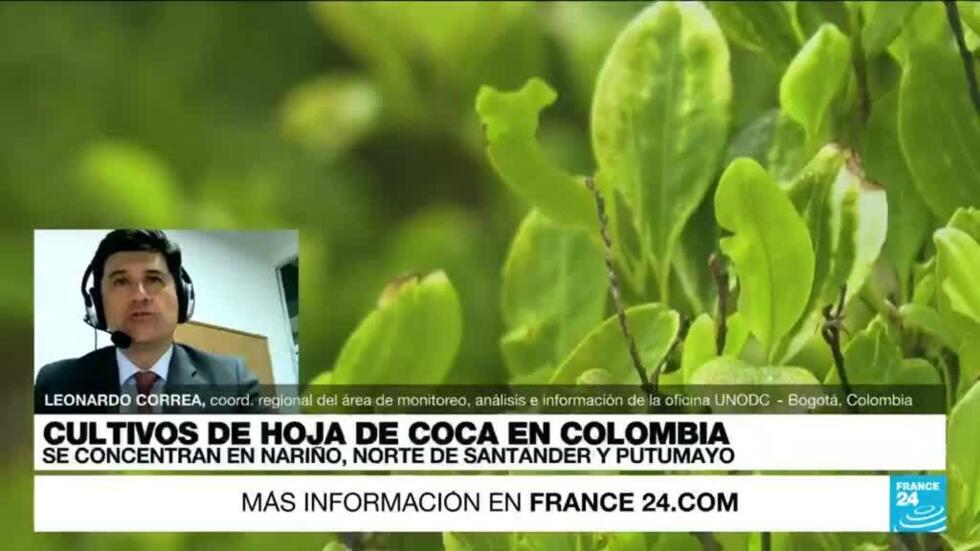 Los cultivos de coca en Colombia alcanzan un máximo histórico por segundo año consecutivo