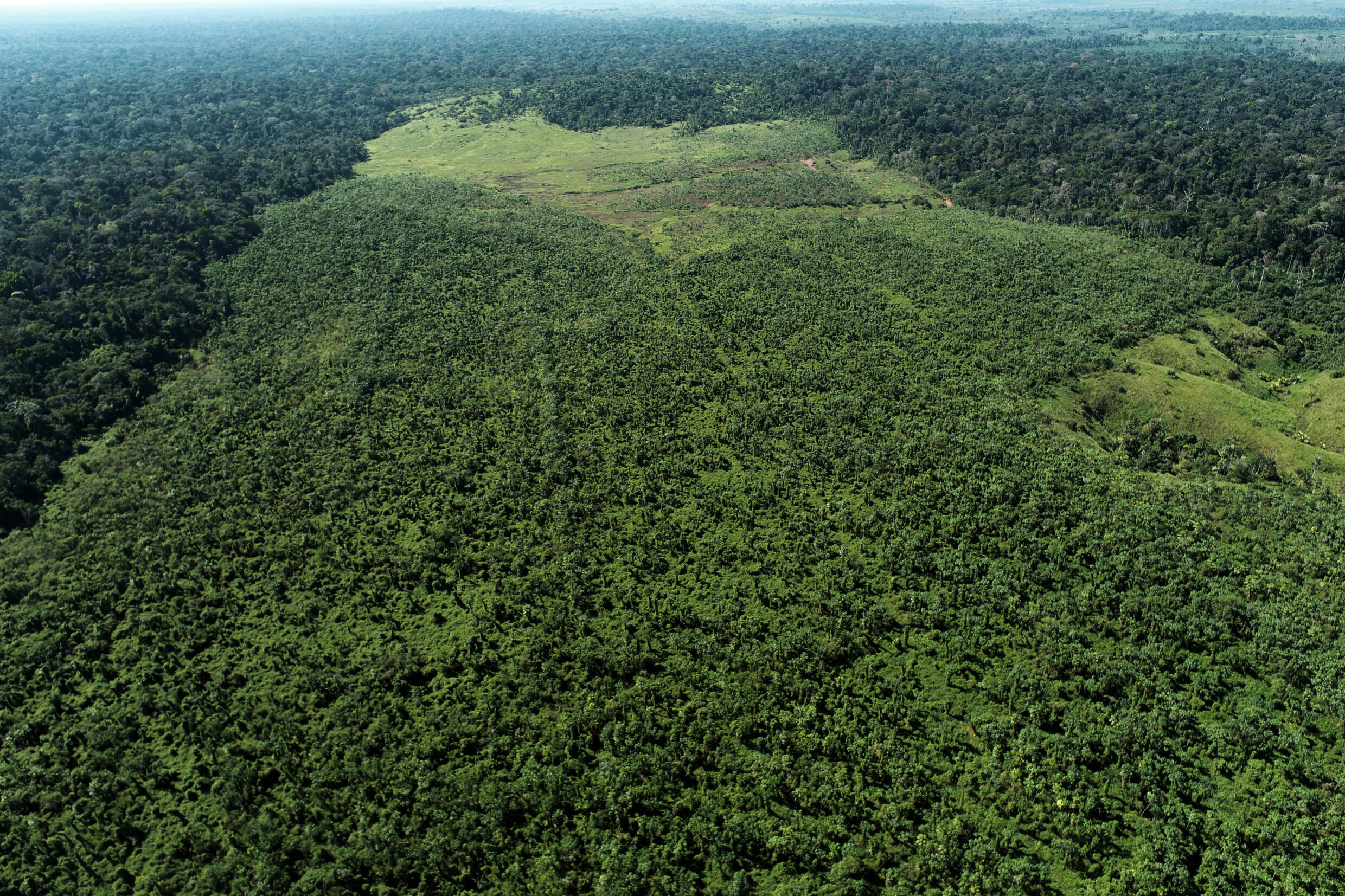 Arson turns Amazon reforestation project to ashes